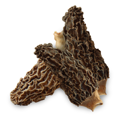 Dry Morel