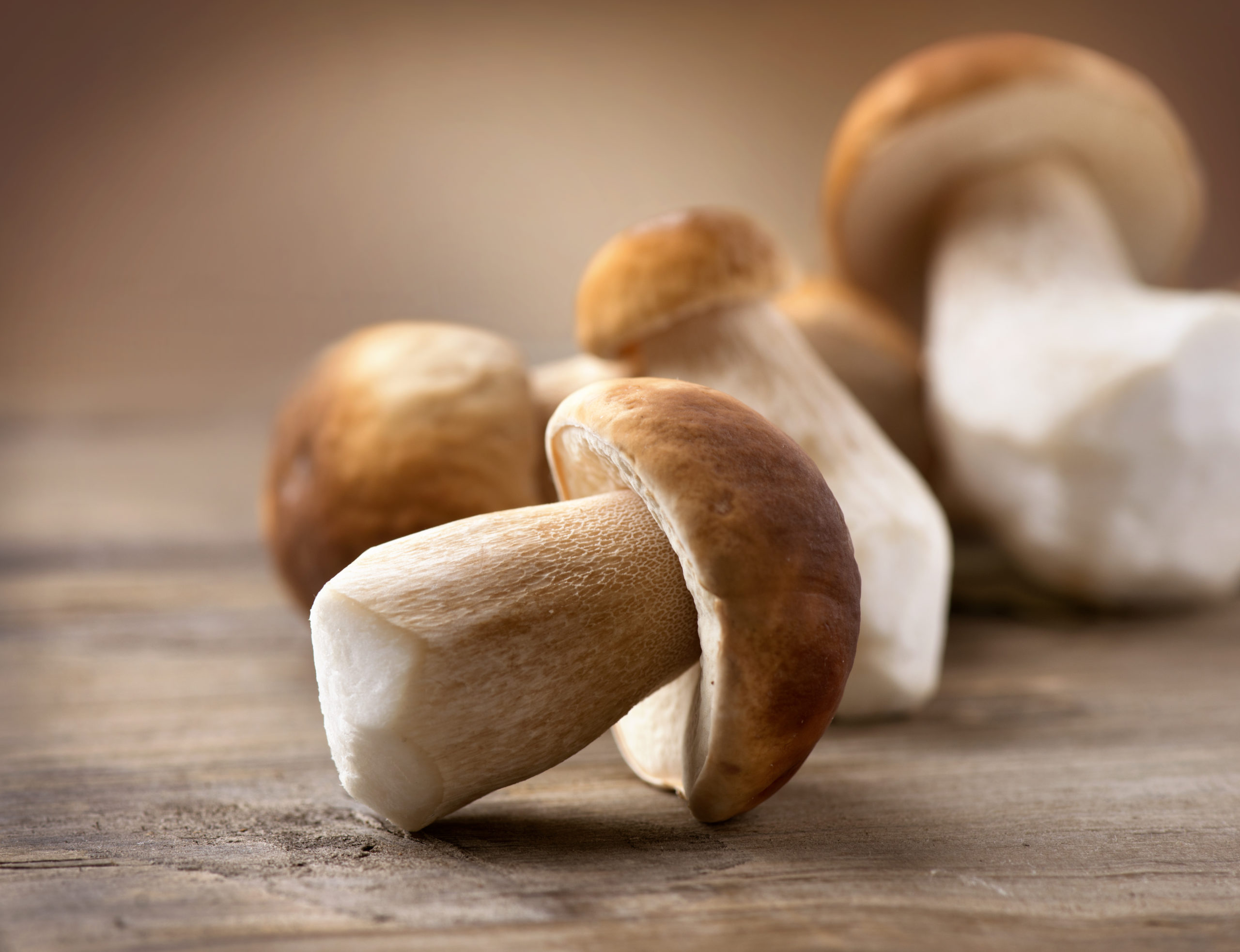Ceps